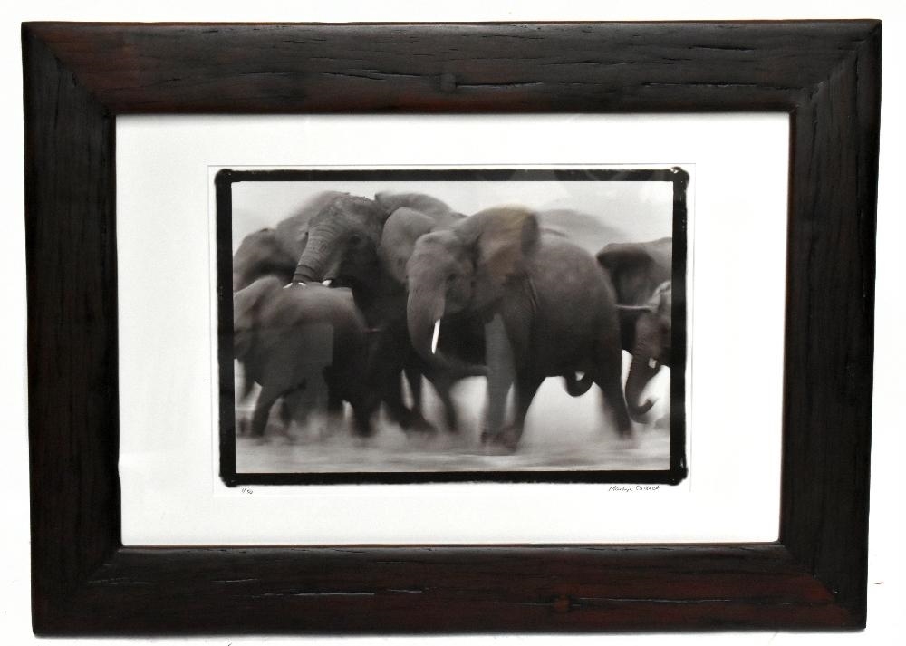 Martyn Colbeck | elephants | MutualArt