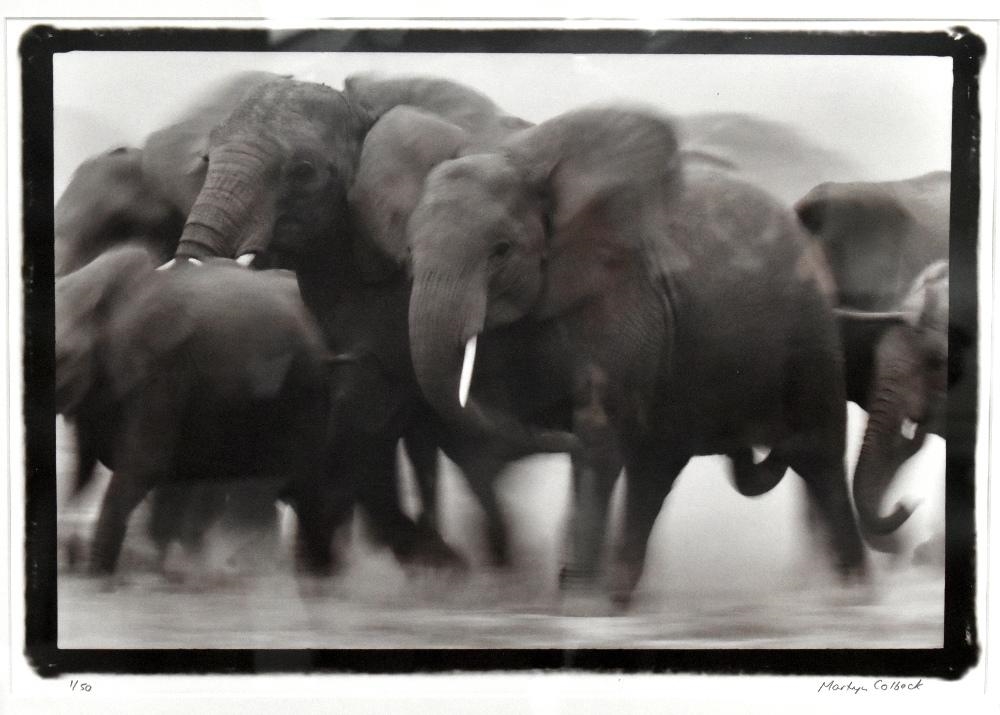 Martyn Colbeck | elephants | MutualArt