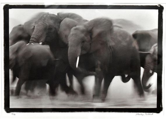 Martyn Colbeck | elephants | MutualArt