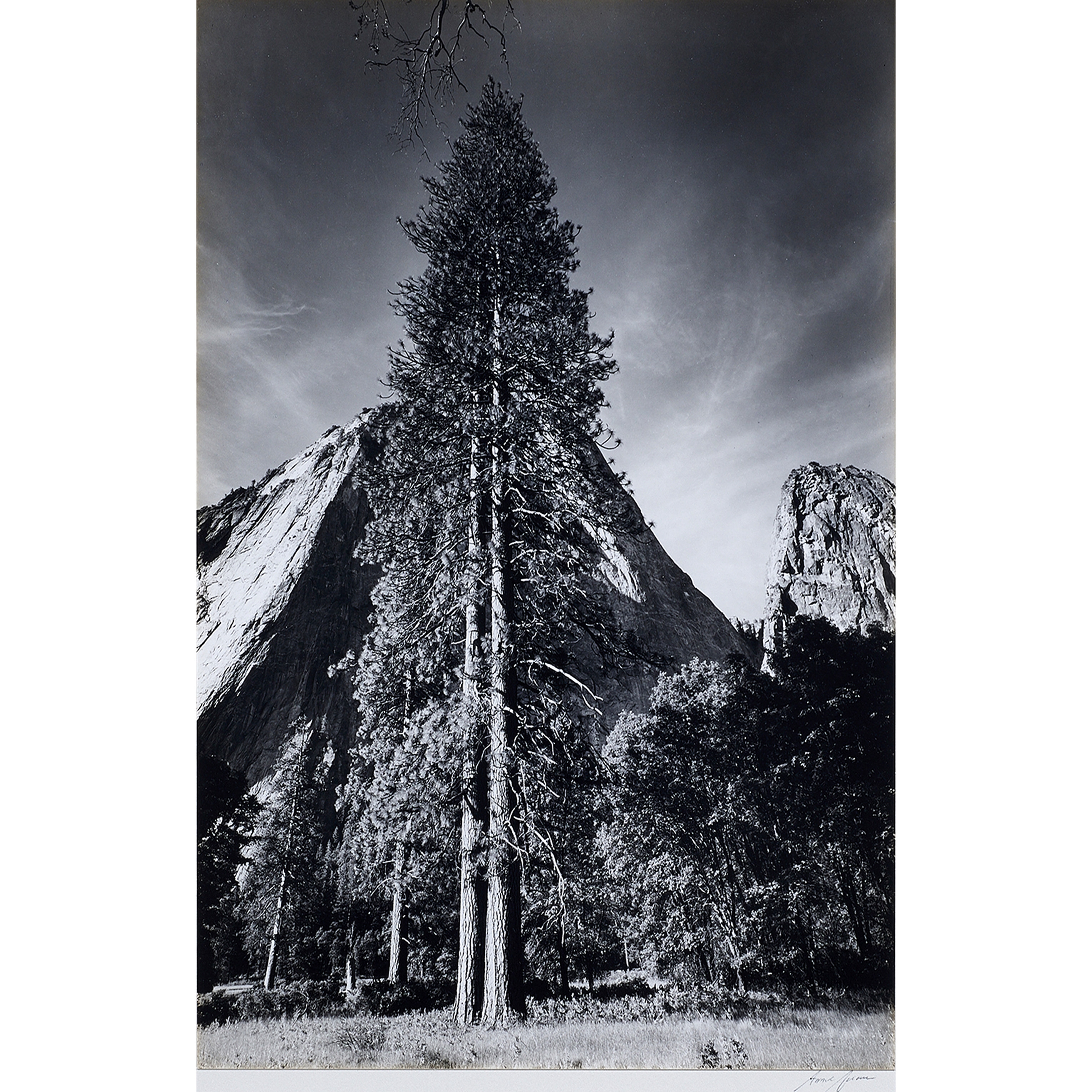 Ansel Adams Tree