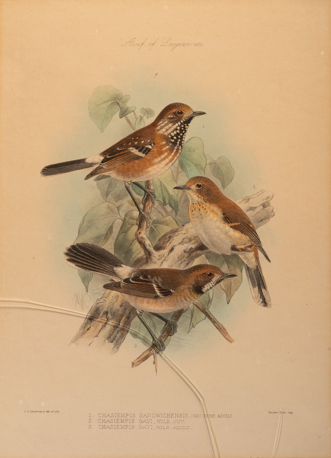 Johannes Gerardus Keulemans | Three Illustrations of Birds | MutualArt
