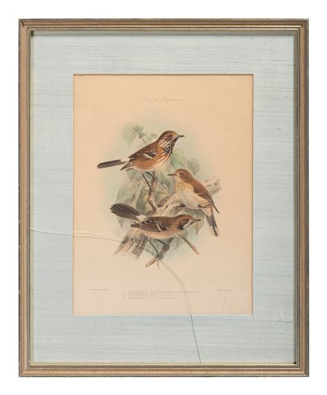 Johannes Gerardus Keulemans | Three Illustrations of Birds | MutualArt