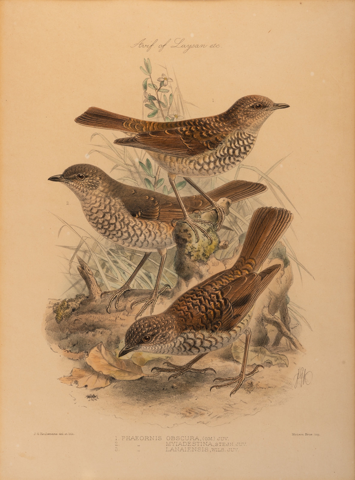 Johannes Gerardus Keulemans | Three Illustrations of Birds | MutualArt