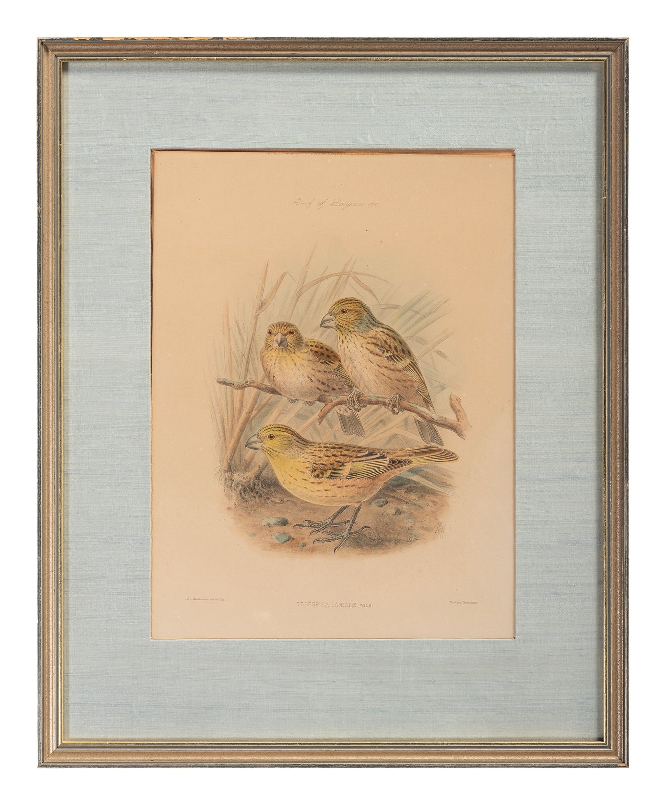 Johannes Gerardus Keulemans | Three Illustrations of Birds | MutualArt