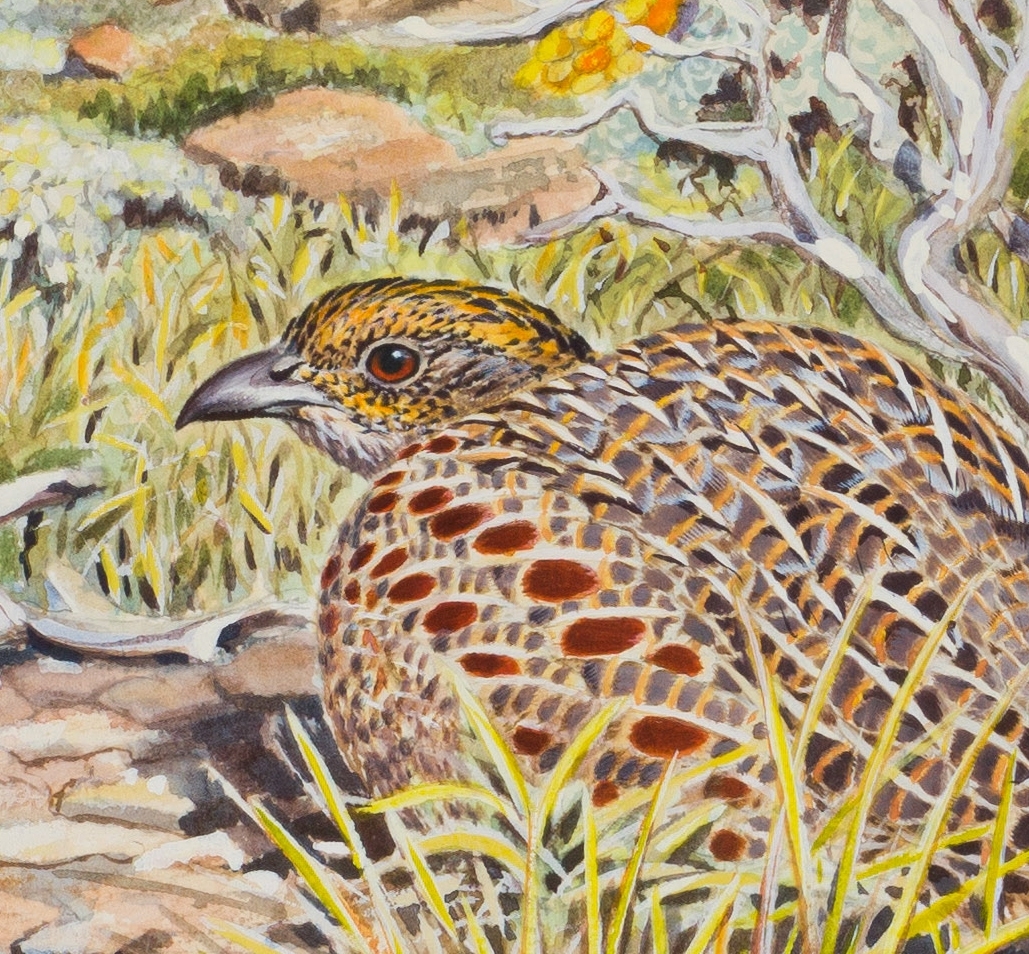 Penny Meakin | Red-Winged Francolin | MutualArt