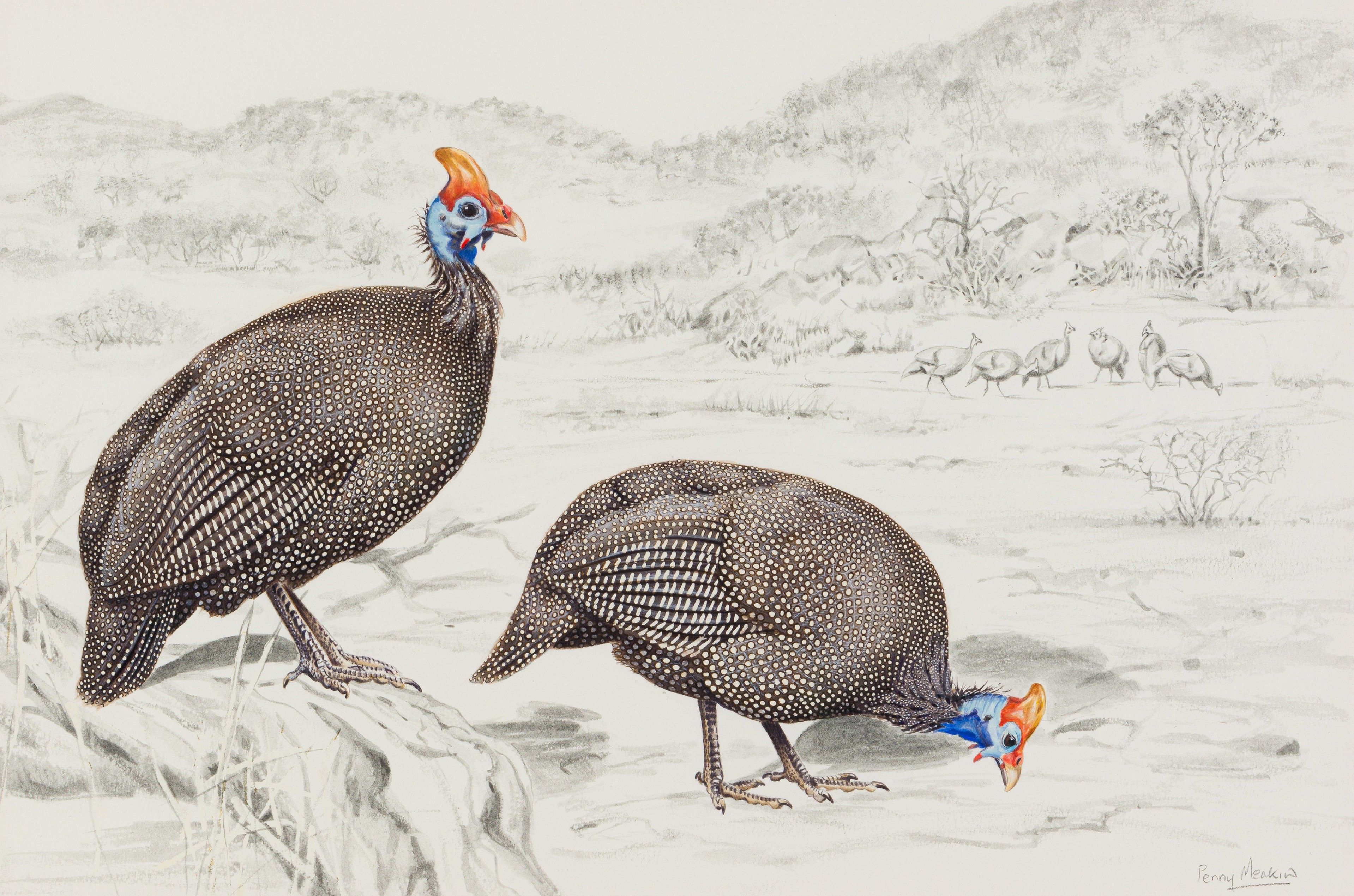 Fowl Helmeted Guinea