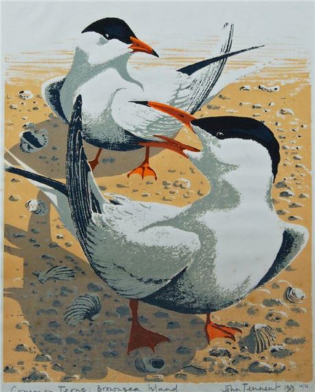 John Tennent | Common Terns | MutualArt