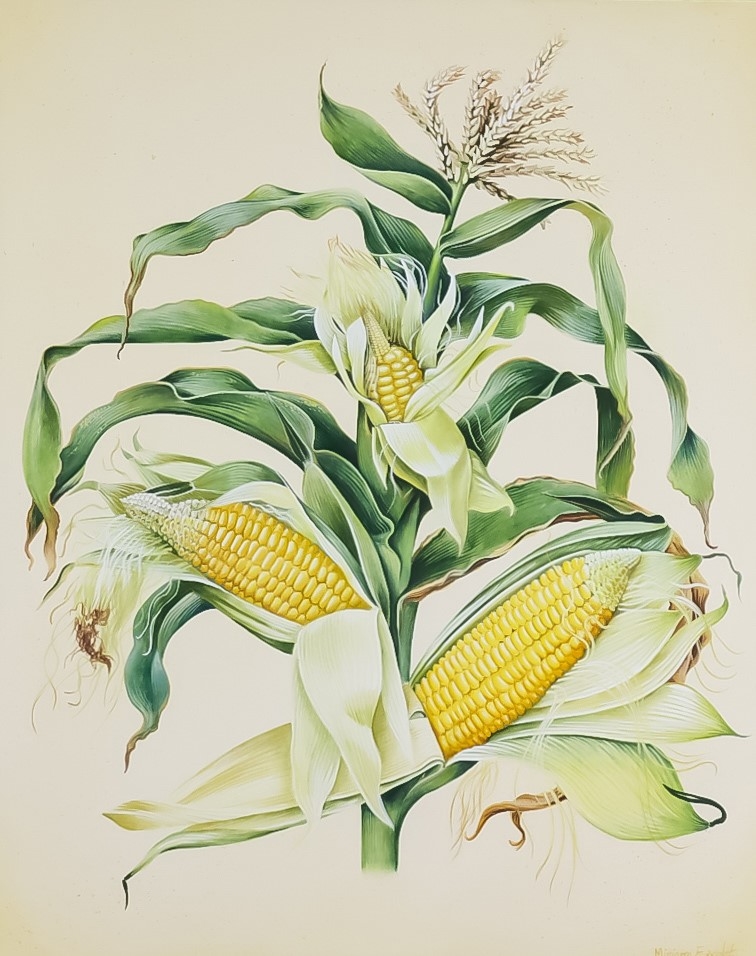 Corn Plant Illustration