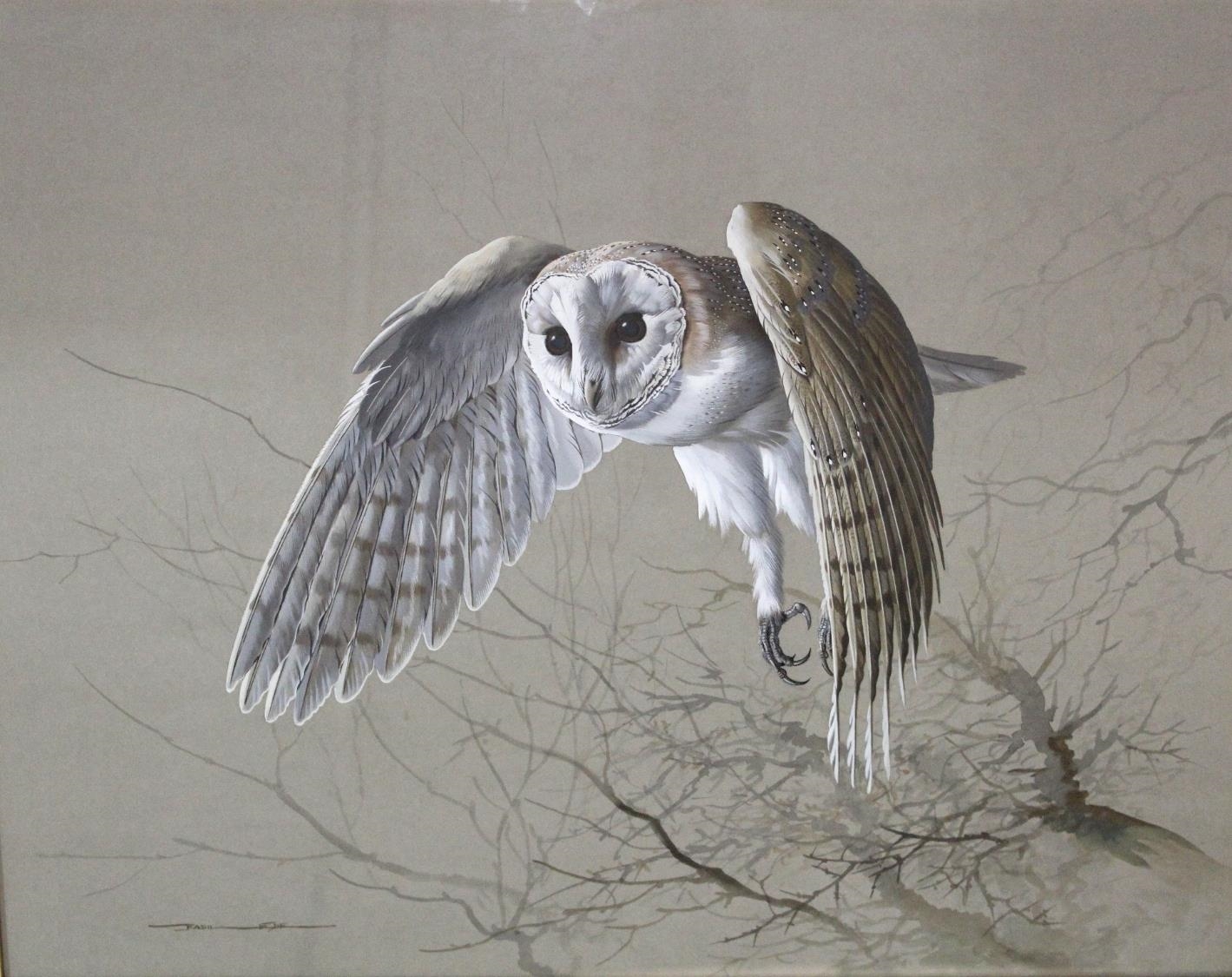 Barn Owl Flying Drawing