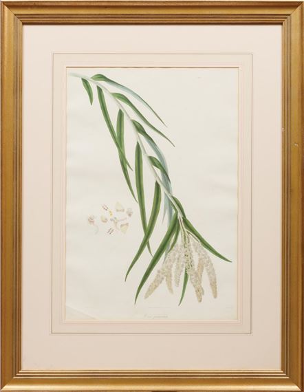 Maxim Gauci | Iris Decora | MutualArt