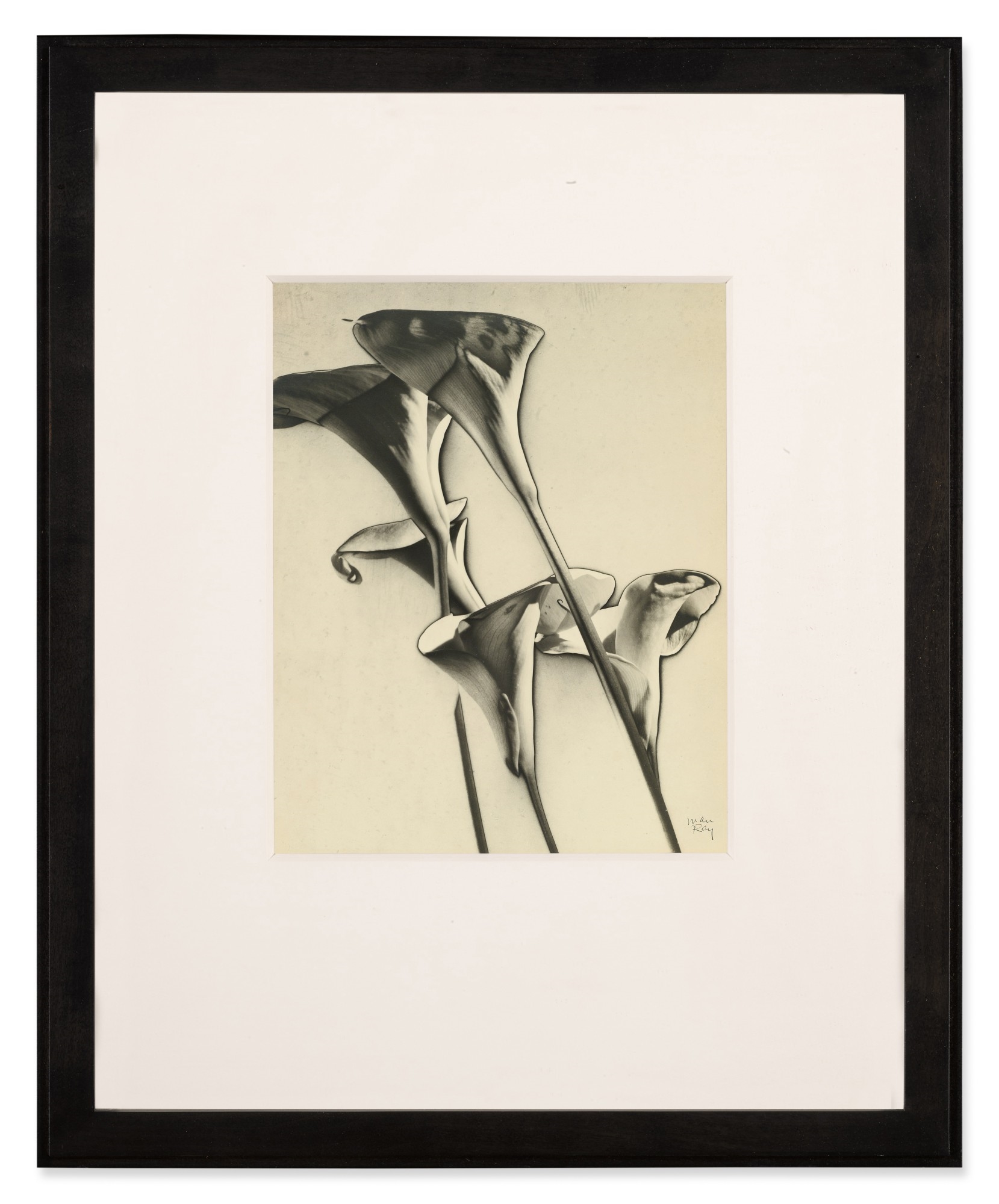 Man Ray | Calla Lilies (1931) | MutualArt