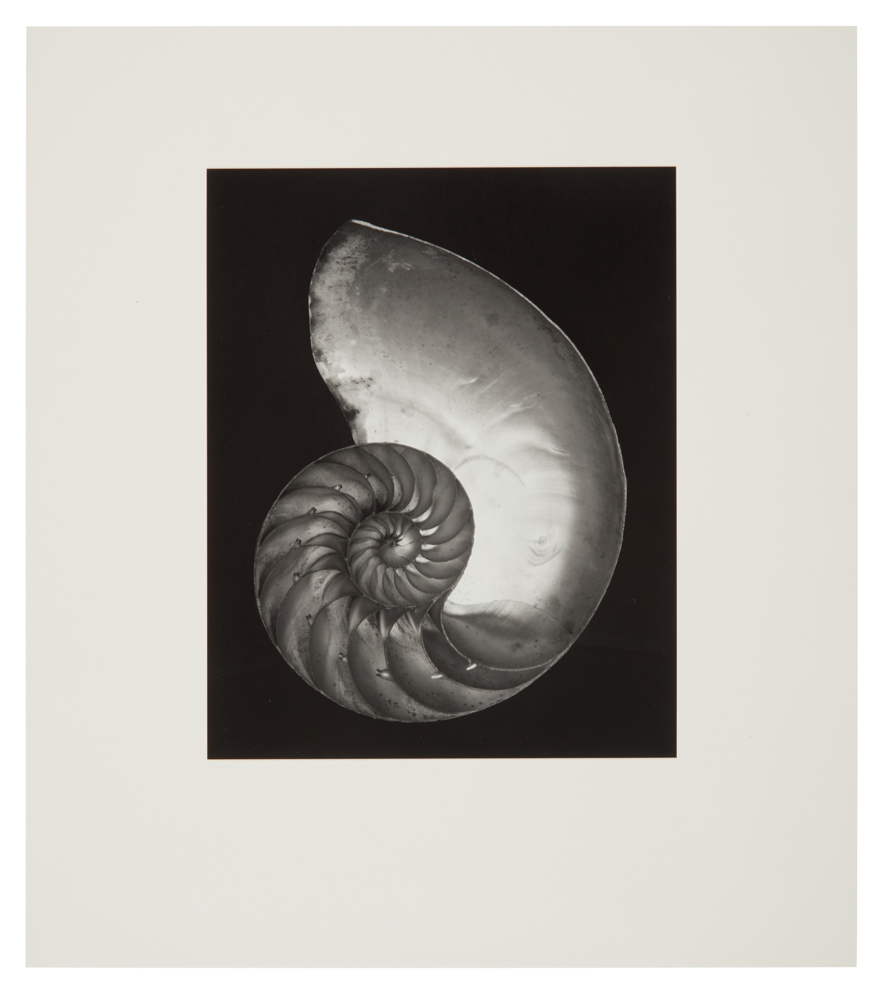 Edward Weston | Nautilus Shell (1927) | MutualArt