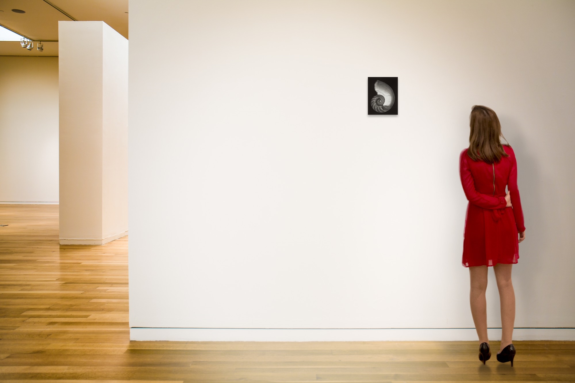 Edward Weston | Nautilus Shell (1927) | MutualArt