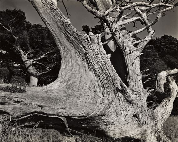 Edward Weston | Cauliflower | MutualArt