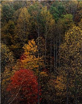 Eliot Porter | Red Tree, Great Smoky Mountains National Park, Tennessee ...