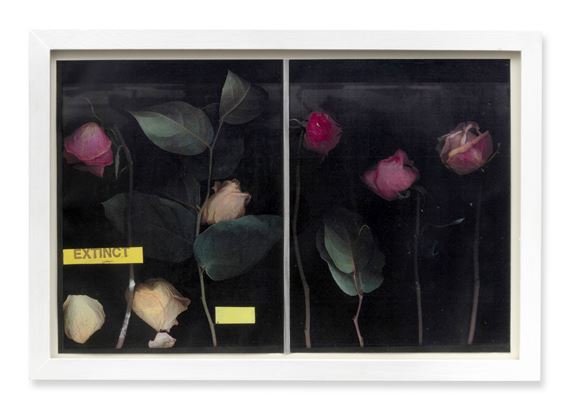 Michelle Stuart | Extinct: Three Roses (2019) | MutualArt