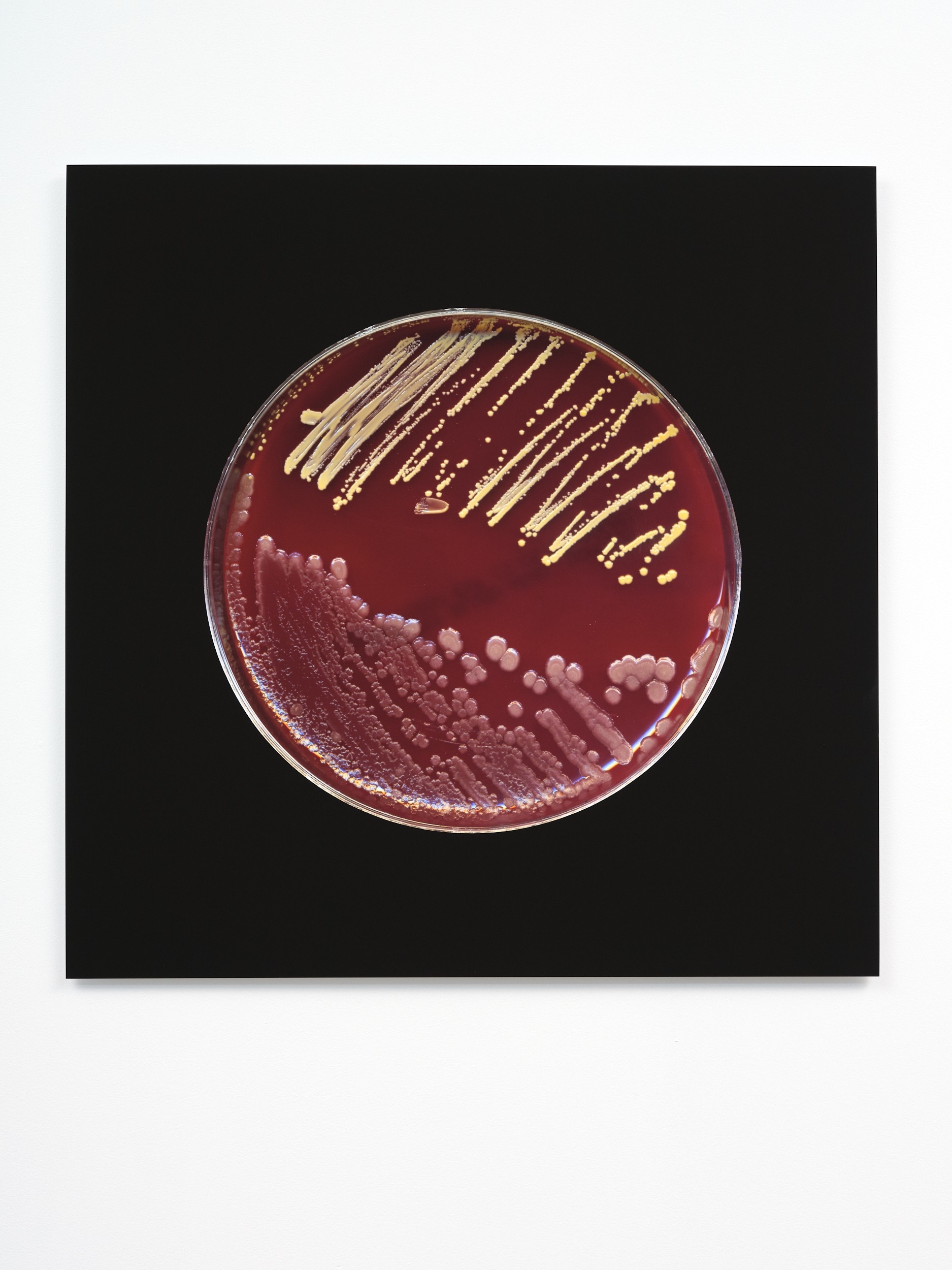 Dane Mitchell | From the Dust Archive (2003 - 2021) | MutualArt