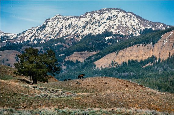 Thomas Mangelsen | Yellowstone Country Grizzly | MutualArt