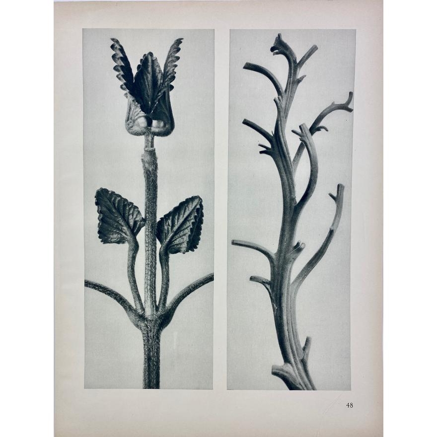 Karl Blossfeldt | 7 works: botanicals | MutualArt