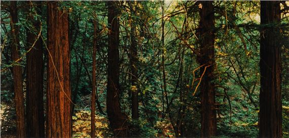 Thomas Struth | Dallas Museum of Art (1977 - 2002) | MutualArt