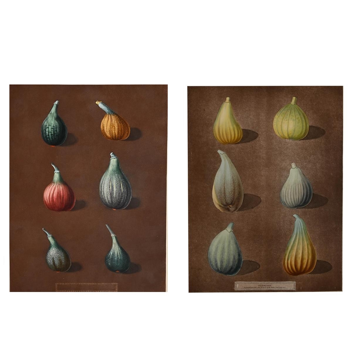 George Brookshaw | Figs | MutualArt