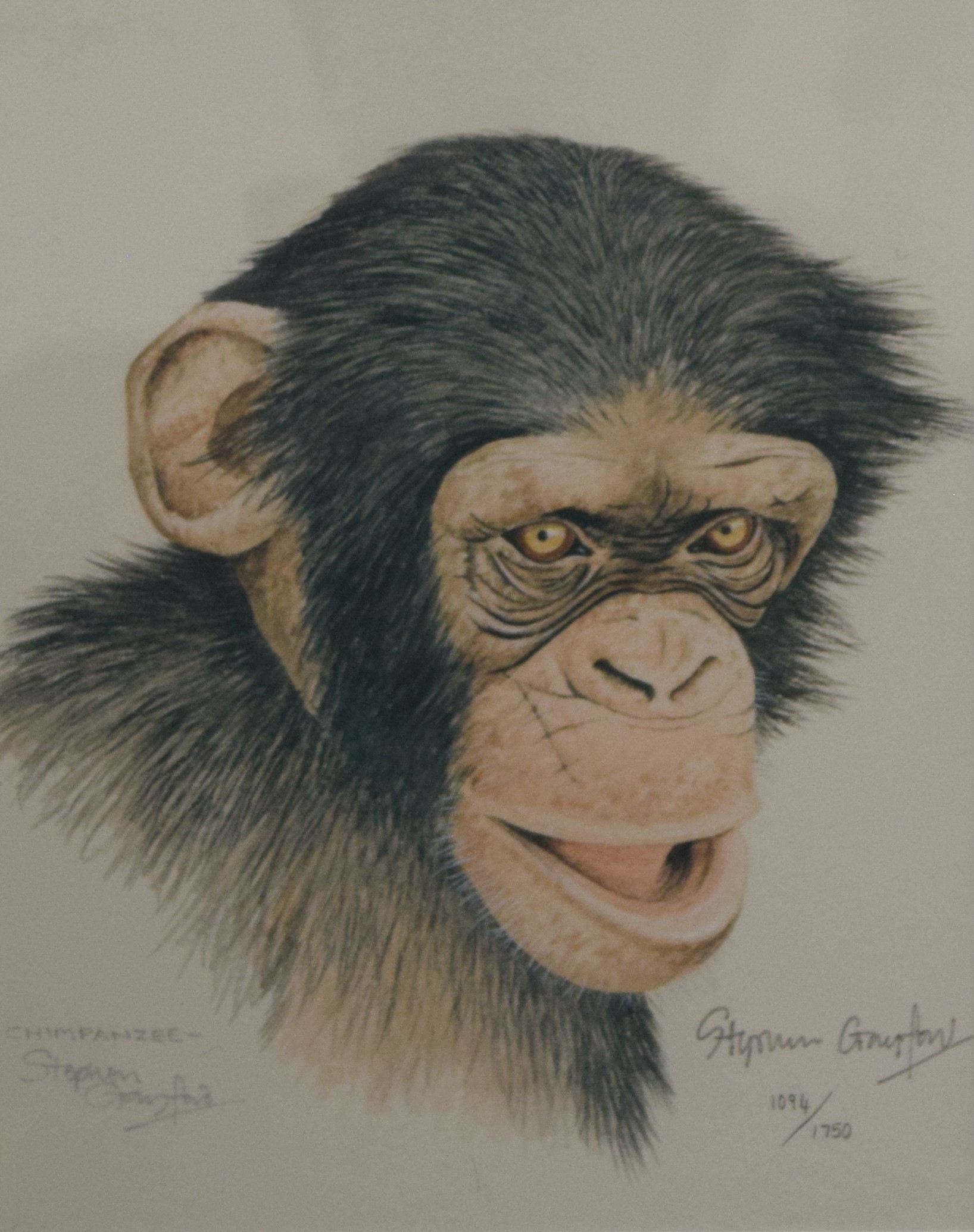 Stephen Gayford | Chimpanzee | MutualArt