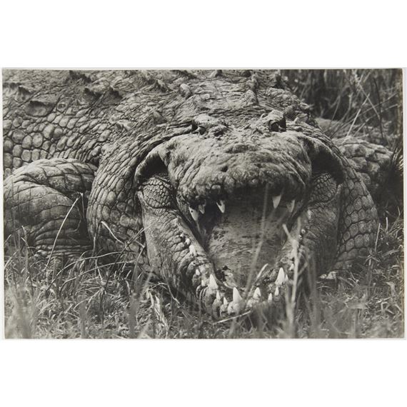 Peter Beard | Crocodile | MutualArt