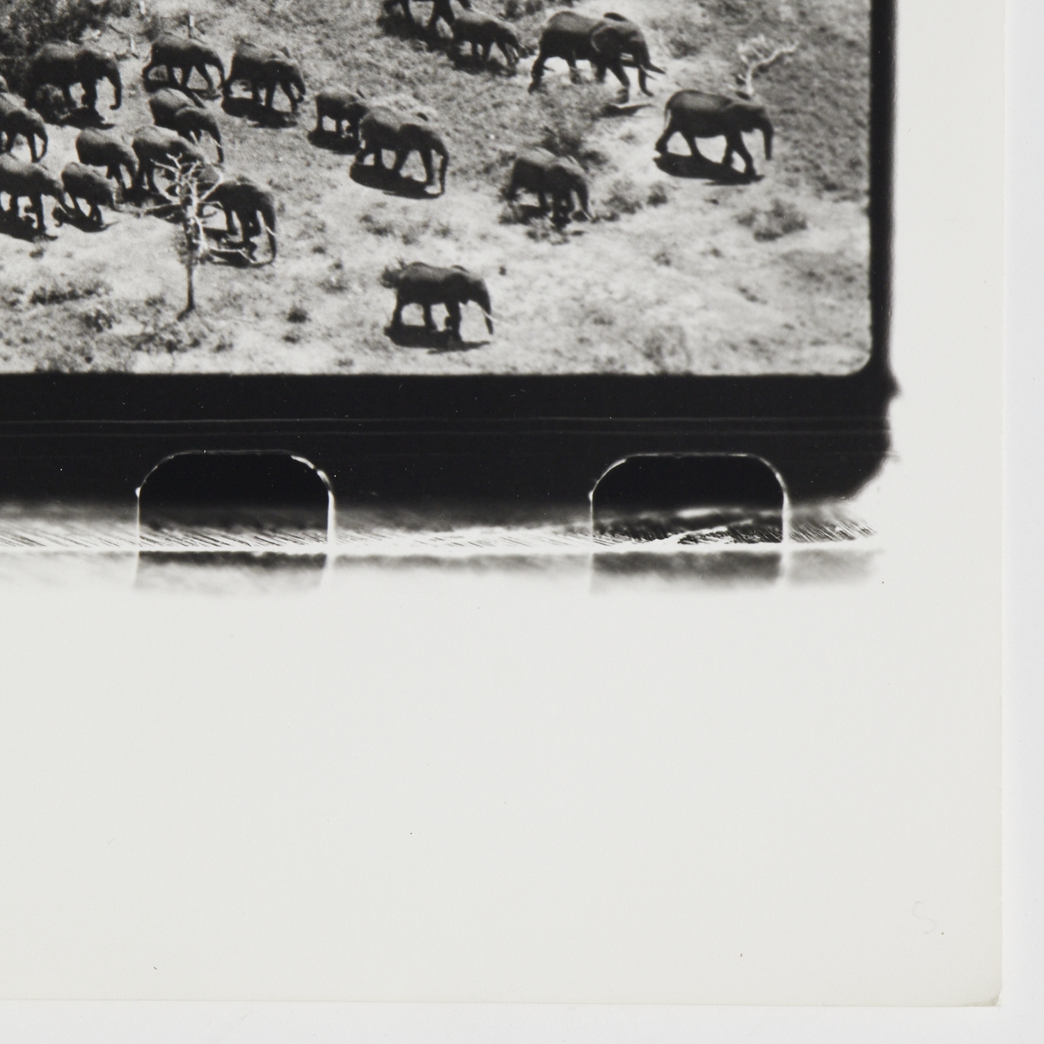 Peter Beard | Mkomazi Elephant Herd, 1976 | MutualArt