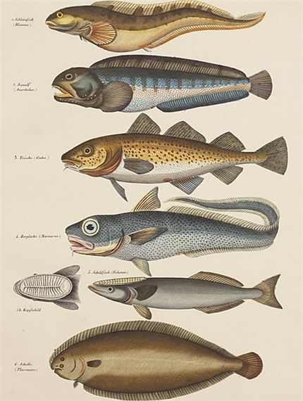 Lorenz Oken | Platfish and burbot (1843) | MutualArt