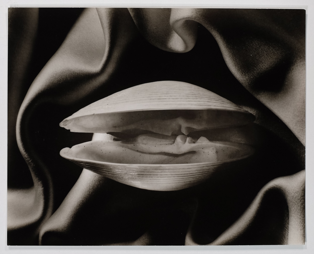Ruth Bernhard | Shells in Silk (1939) | MutualArt