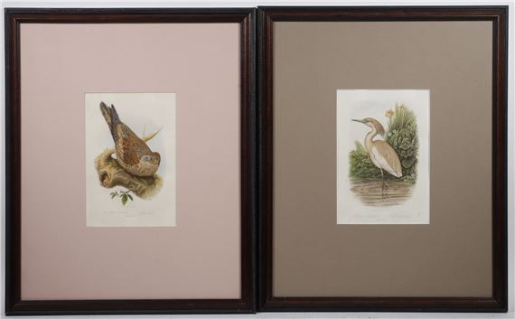 Thomas Rymer Jones | Biography