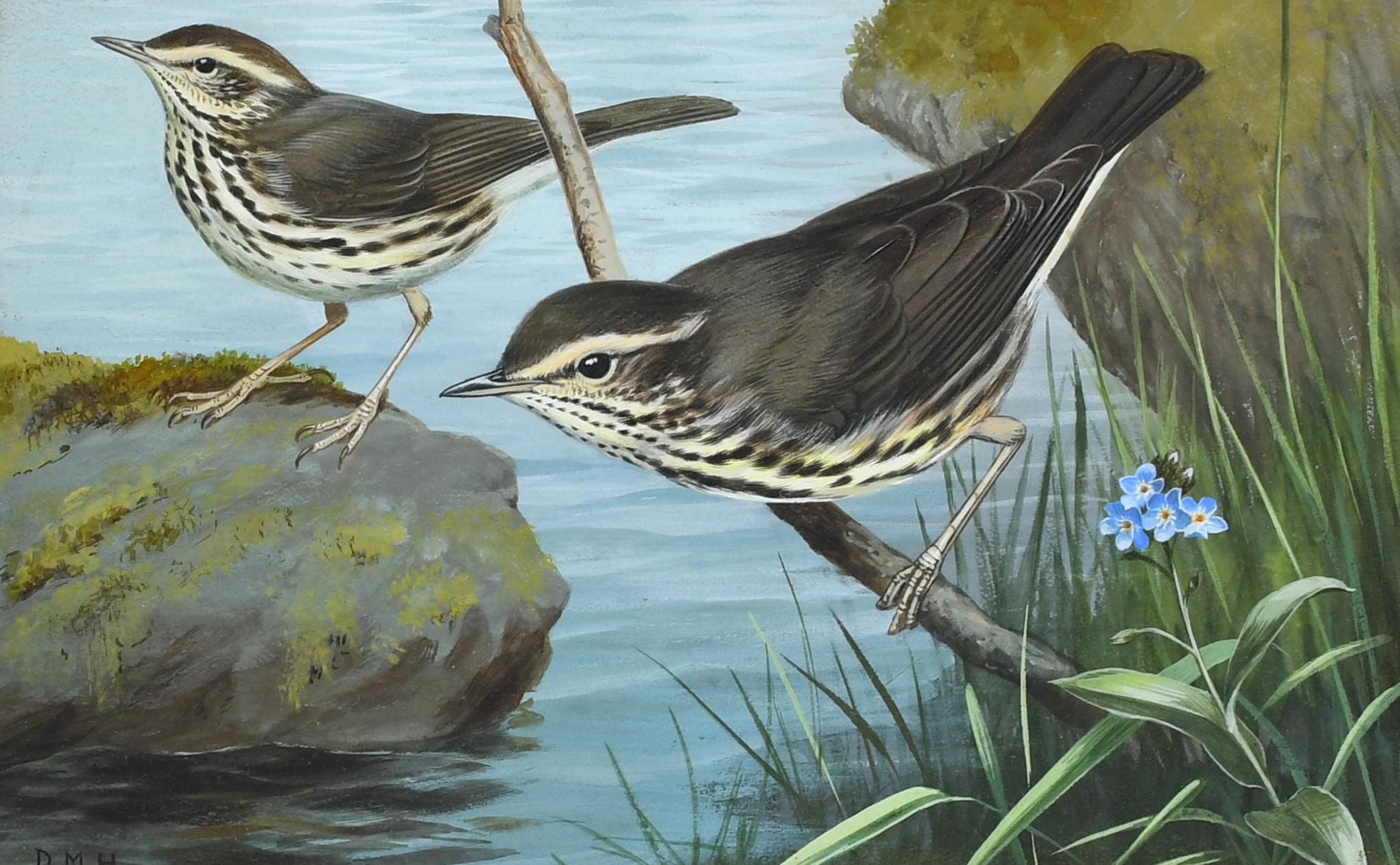 David Morrison Reid Henry | Northern Waterthrushes | MutualArt