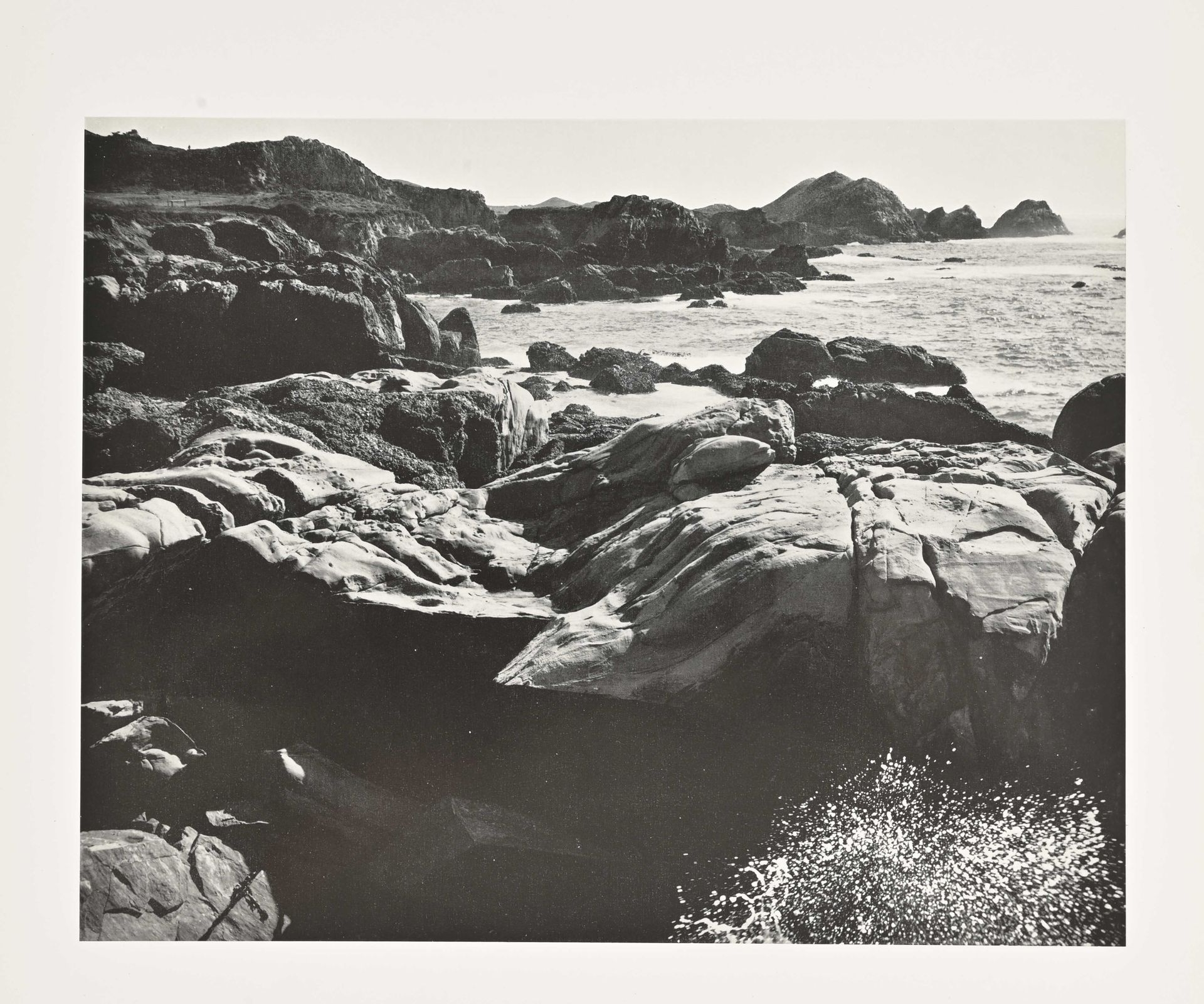 Edward Weston | My Camera on Point Lobos (1950) | MutualArt