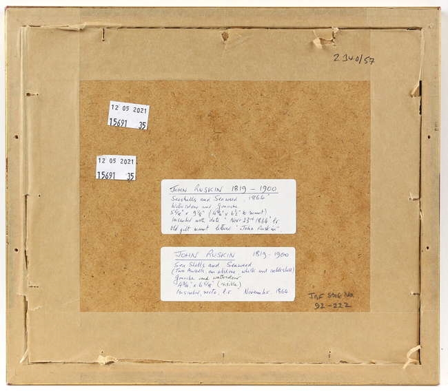 John Ruskin | study of sea shells and seaweed | MutualArt