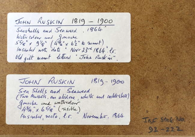 John Ruskin | study of sea shells and seaweed | MutualArt