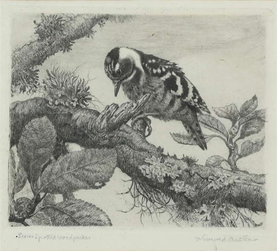 Winifred Austen | Lesser Spotted Woodpecker | MutualArt