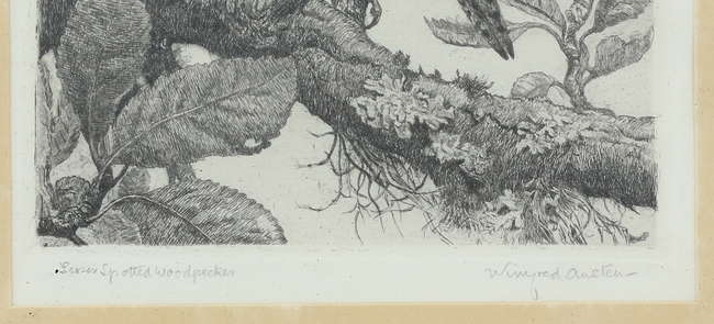 Winifred Austen | Lesser Spotted Woodpecker | MutualArt