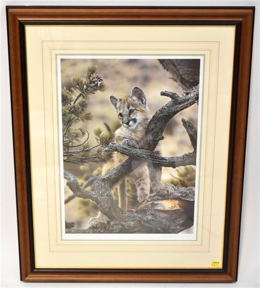 Steven Townsend | depicting a leopard in pinecone clad branches, no.14/ ...