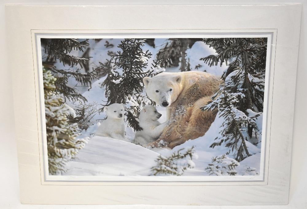 Steven Townsend | depicting ta Polar bear and cubs nestled between snow ...