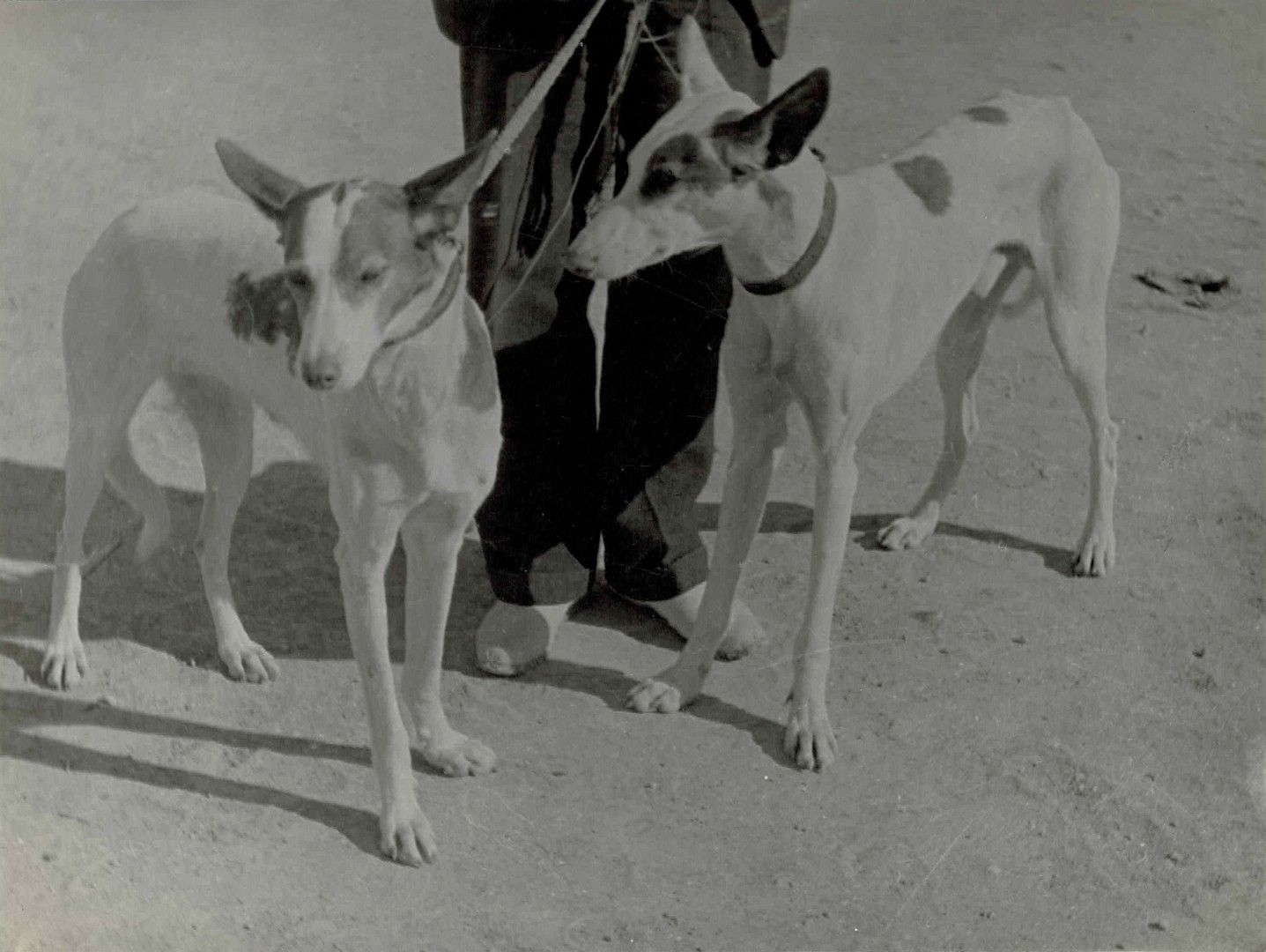 Raoul Hausmann | Dogs, Isla de Ibiza | MutualArt