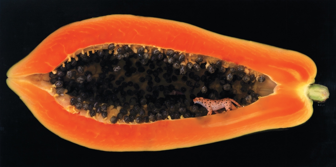 Angki Purbandono | Papaya | MutualArt