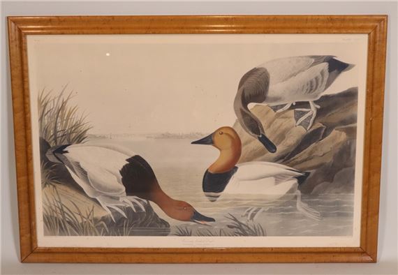 John James Audubon | Canvasback Duck (1836) | MutualArt