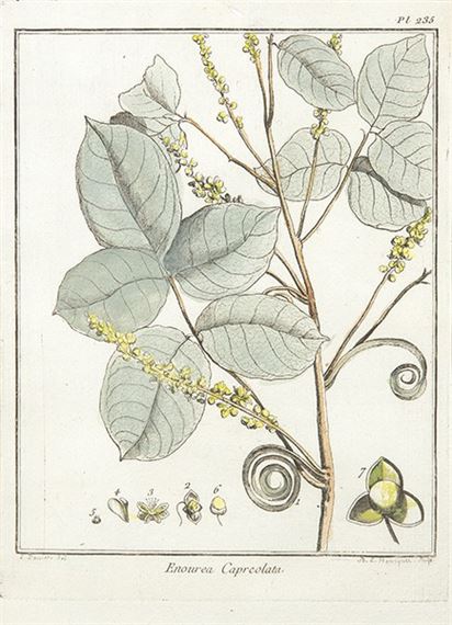 Fusée Aublet | Bignonia cherere, Meborea Guyannensis, Taonabo punctata ...