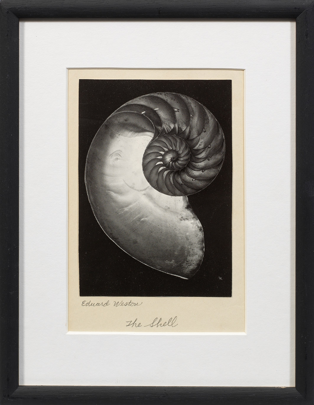 Edward Weston | Shell | MutualArt