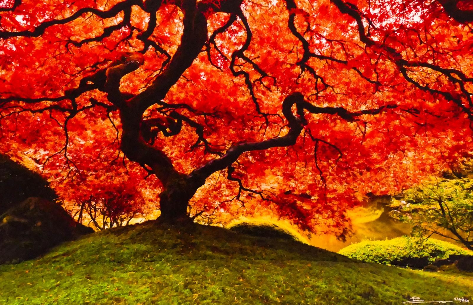 Peter Lik | TREE OF LIFE | MutualArt