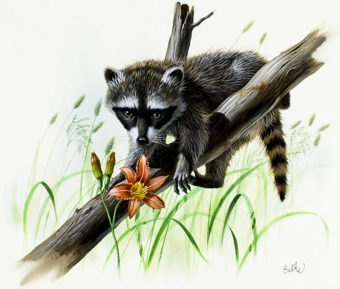 Don Balke | Raccoon (1984) | MutualArt