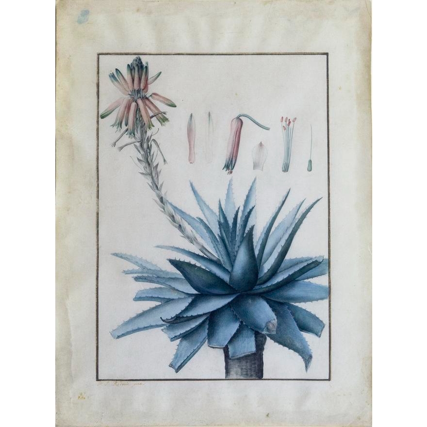 Pierre-Joseph Redouté | Aloe Rhodacantha (Aloe Glauca Miller) (1799 ...