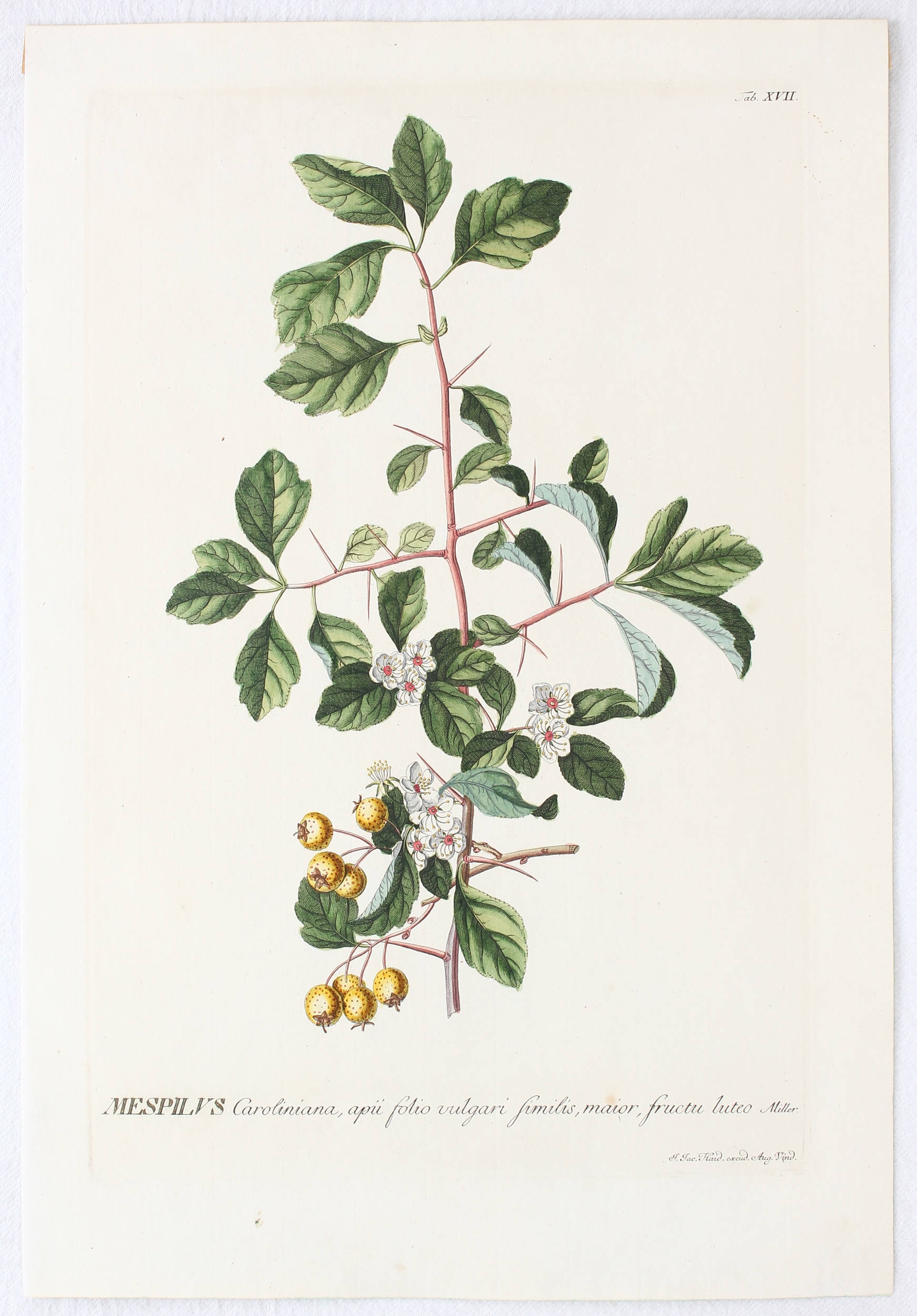 Christoph Jacob Trew | Blumen und Pflanzen (1780) | MutualArt