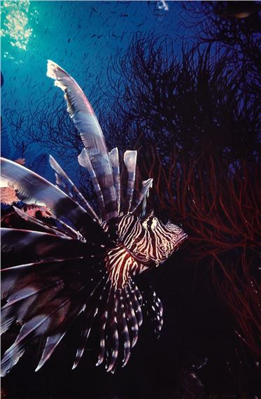 Mat Haling | Biography