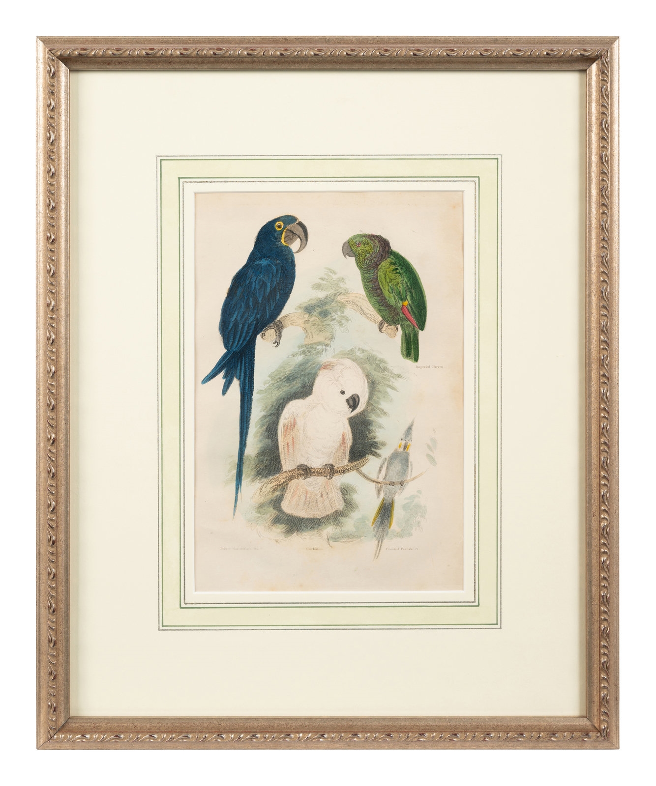 Georges Cuvier | A Hand-Colored Engraving of Tropical Birds After ...